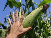 Dent Corn Seeds - Jimmy Red | Sow True Seed