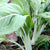 Chinese Cabbage Seeds - Michihili | Sow True Seed