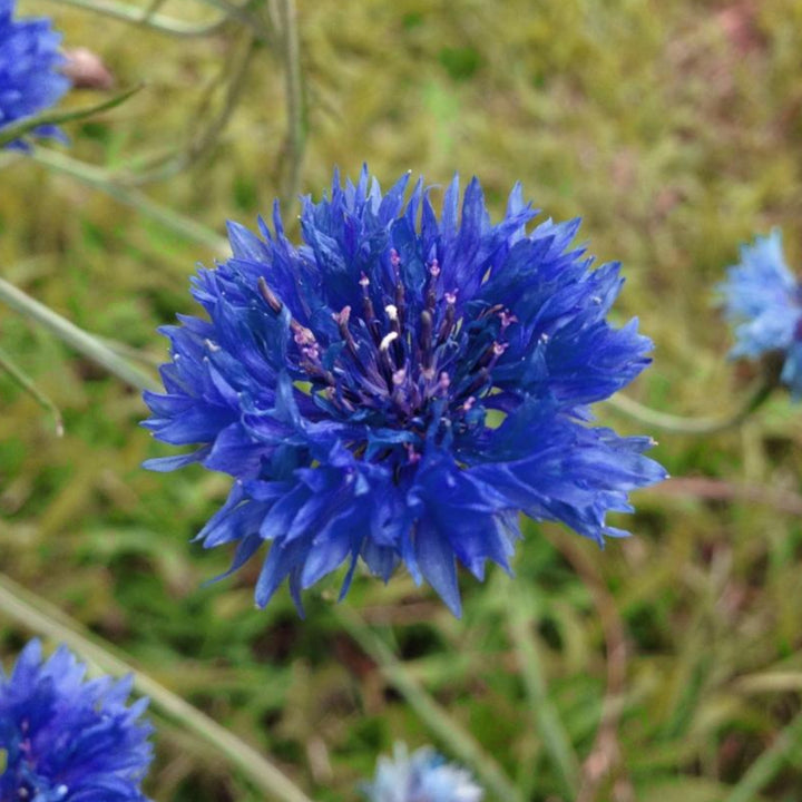 Flower Seeds - Bachelor Button, Tall Blue | Sow True Seed | Open Pollinated