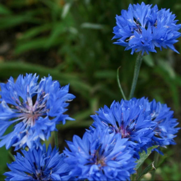 Bachelor Button Seeds - Tall Blue | Sow True Seed