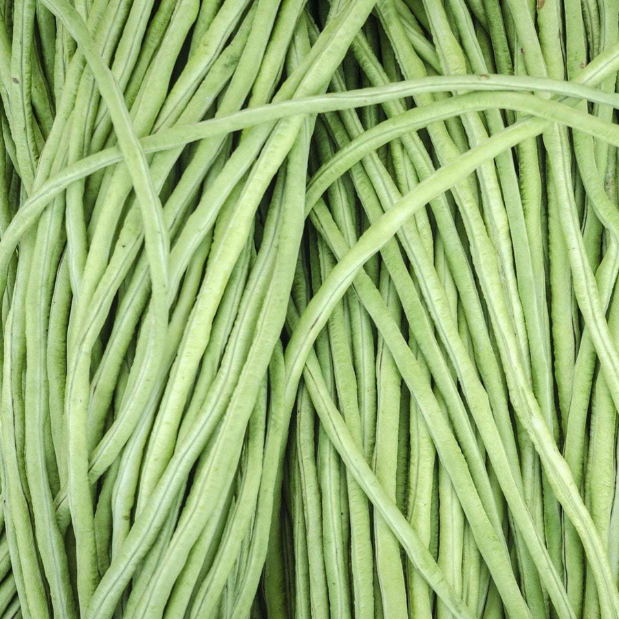 Bean - Yard Long Red Seeded Asparagus Bean, Asian long bean seeds – Sow ...
