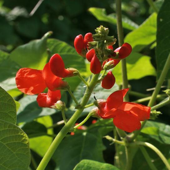 red runner beans