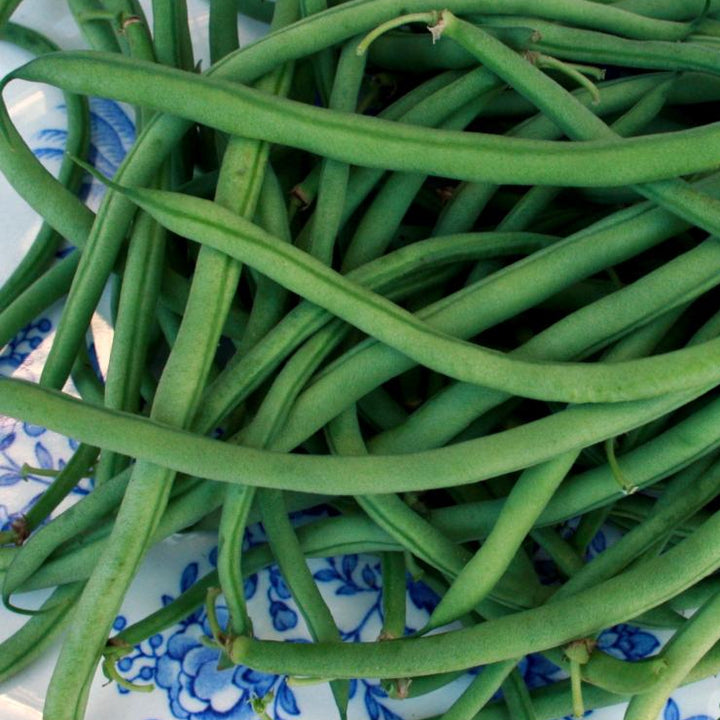 Bush Bean - Maxibel Haricot Vert | ORGANIC | Sow True Seed | Open ...