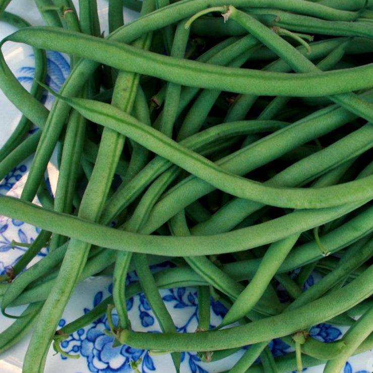 Bush Bean Seeds - Maxibel Haricot Vert, ORGANIC | Sow True Seed