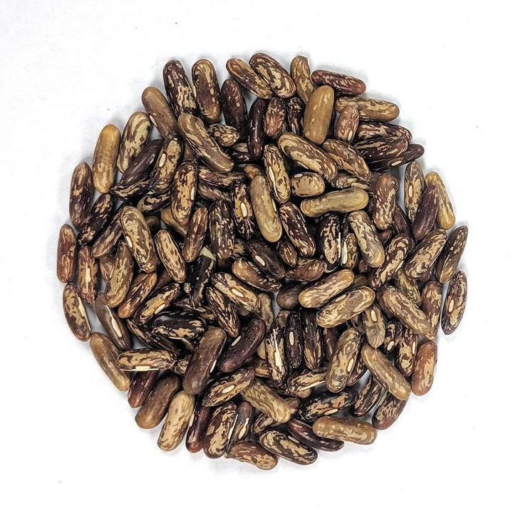 Bush Bean - Maxibel Haricot Vert | ORGANIC | Sow True Seed | Open ...