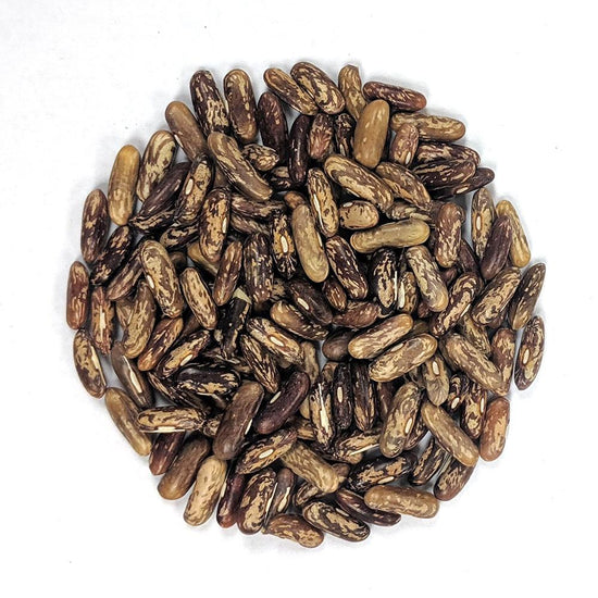 Bush Bean Seeds - Maxibel Haricot Vert, ORGANIC | Sow True Seed