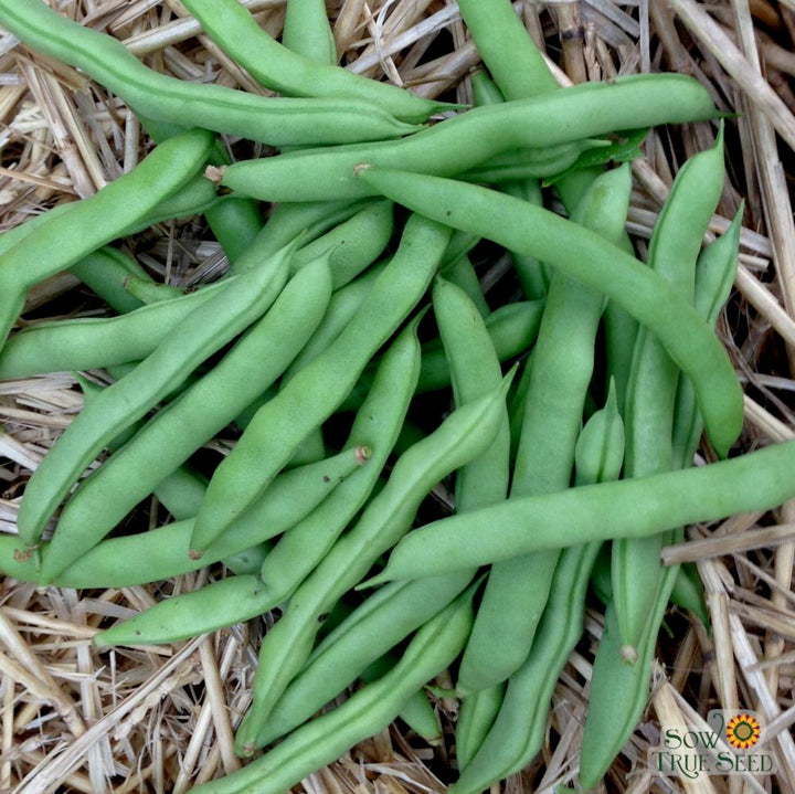 Half Runner Bean seeds - Mountaineer White | Sow True Seed | Open ...