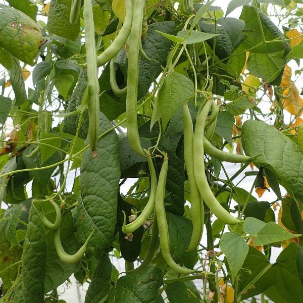 Pole Bean Seeds - Nantahala White Half-Runner | Sow True Seed