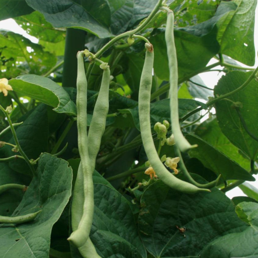 Pole Bean Seeds - Kentucky Wonder | Sow True Seed