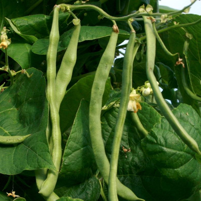 Pole Bean Seeds - Kentucky Wonder | Sow True Seed