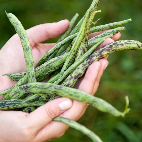 Pole Bean Seeds - Rattlesnake | Sow True Seed