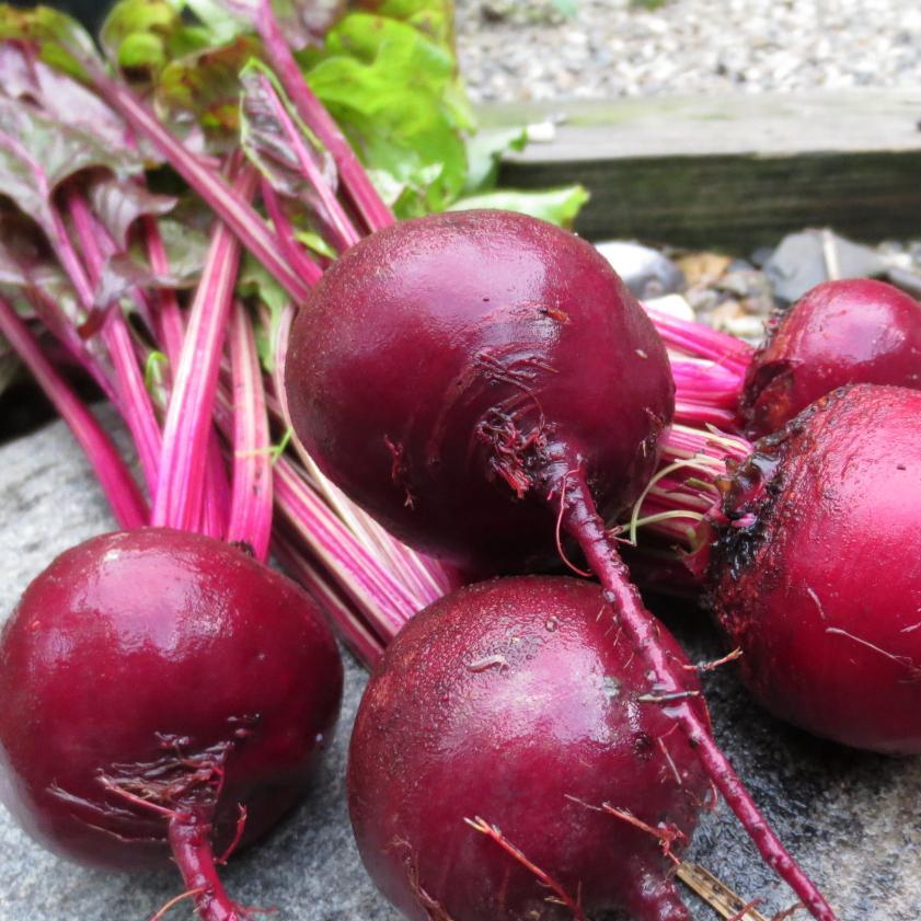 Beet Seeds - Early Wonder | Sow True Seed