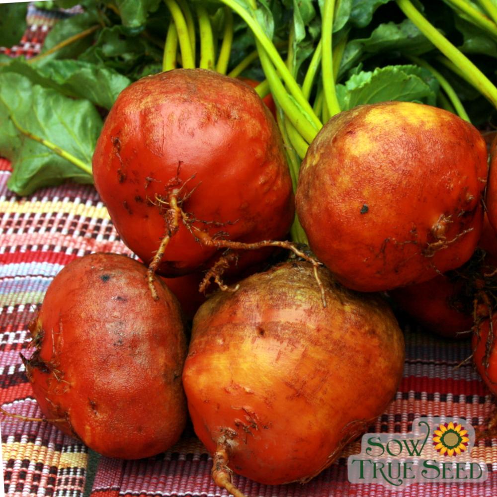 Beet Seeds - Golden Detroit | Sow True Seed