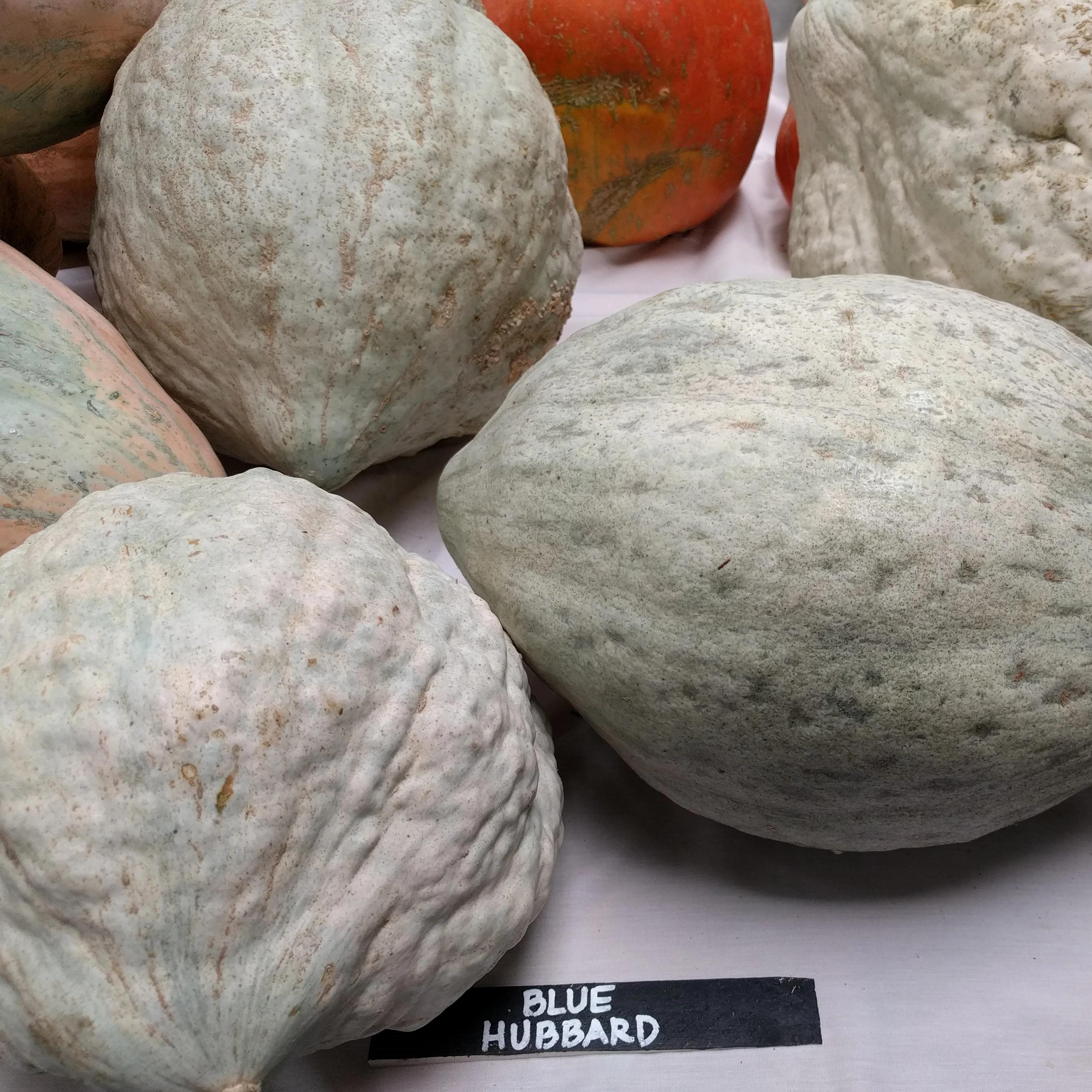 Winter Squash Seeds - Blue Hubbard | Sow True Seed
