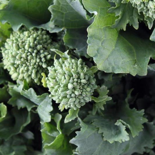 Broccoli Raab Seeds - Spring Rapini, ORGANIC | Sow True Seed