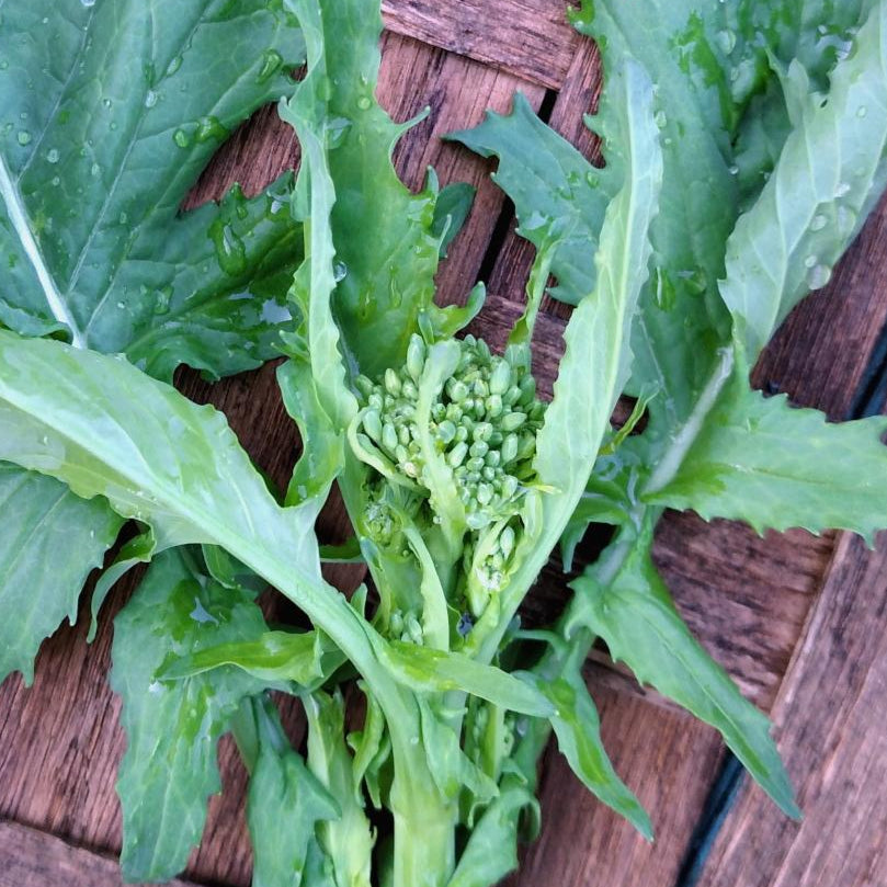 Broccoli Raab Seeds - Spring Rapini, ORGANIC | Sow True Seed