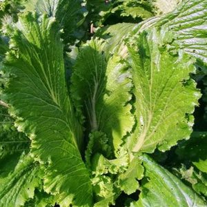 Chinese Cabbage Seeds - Michihili | Sow True Seed