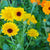 Calendula Seeds - Erfurter Orange | Sow True Seed