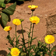Calendula Seeds - Erfurter Orange | Sow True Seed