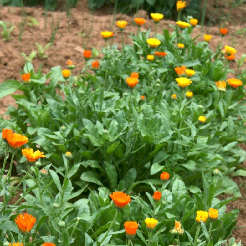 Calendula Seeds - Resina, ORGANIC | Sow True Seed