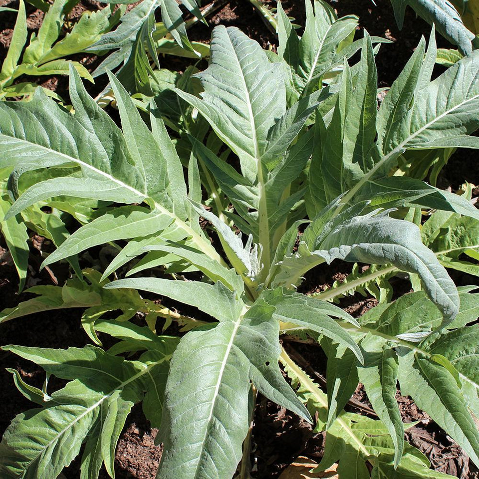 Cardoon – Sow True Seed