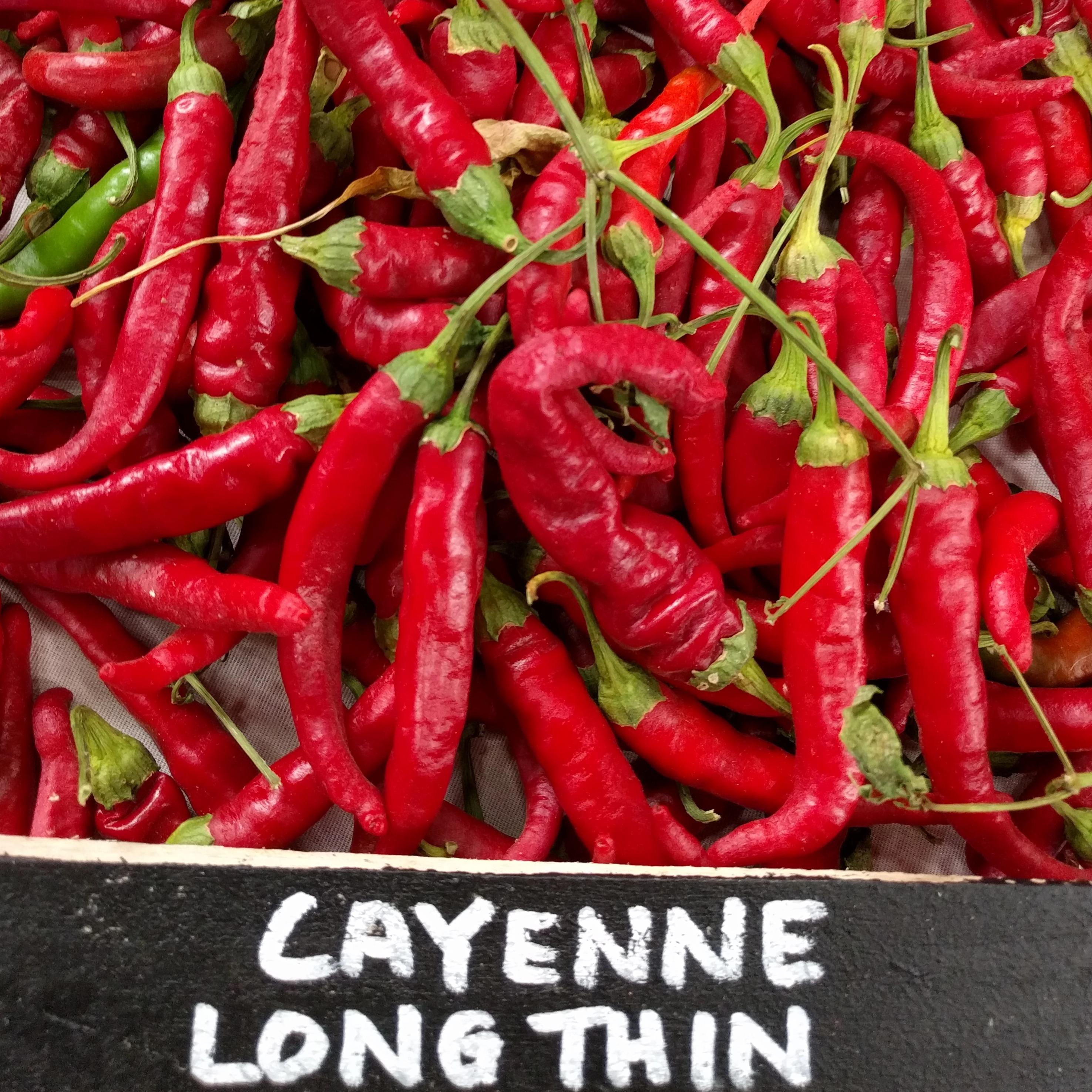Hot Pepper Seeds - Cayenne Long Red Thin | Sow True Seed