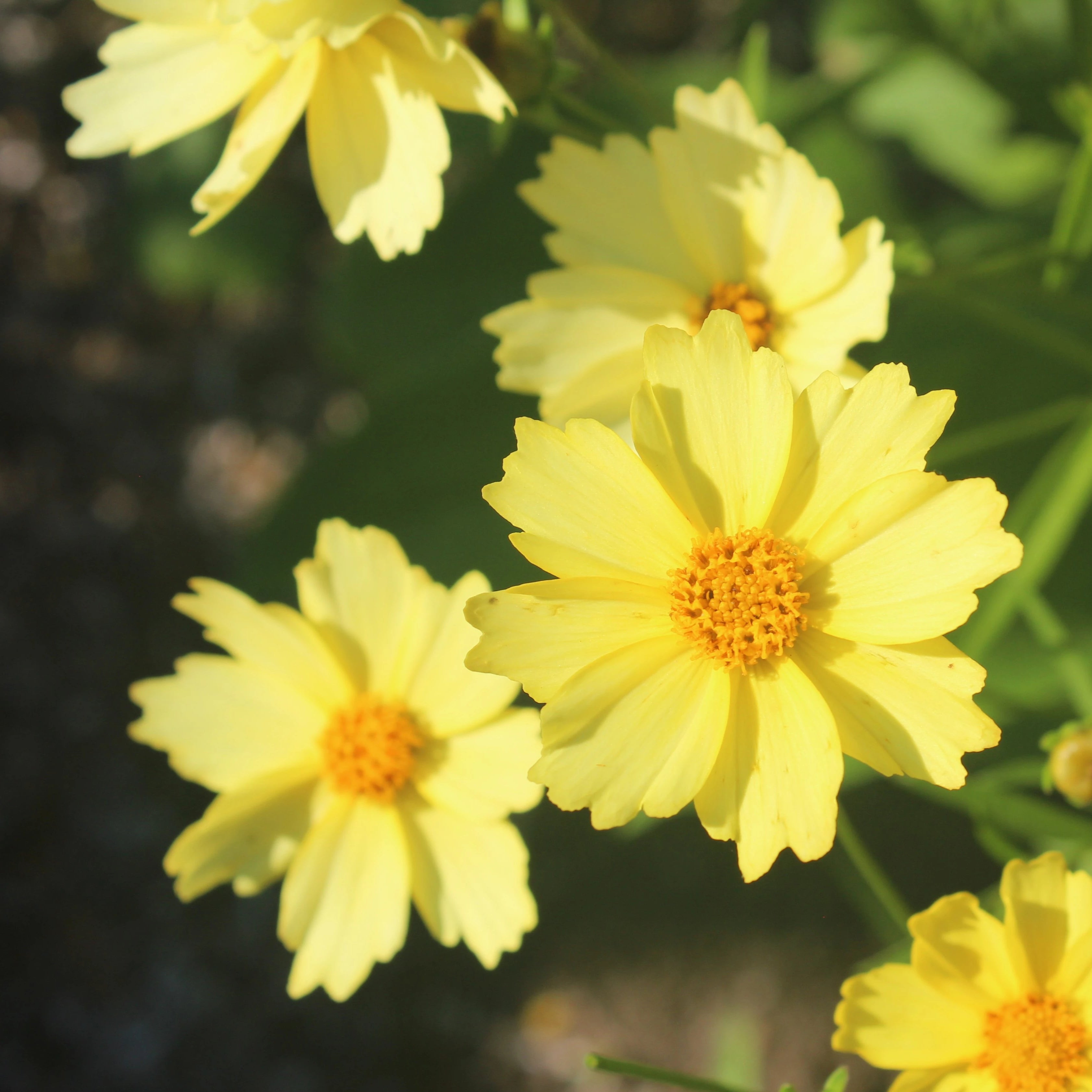 lanceleaf coreopsis native range