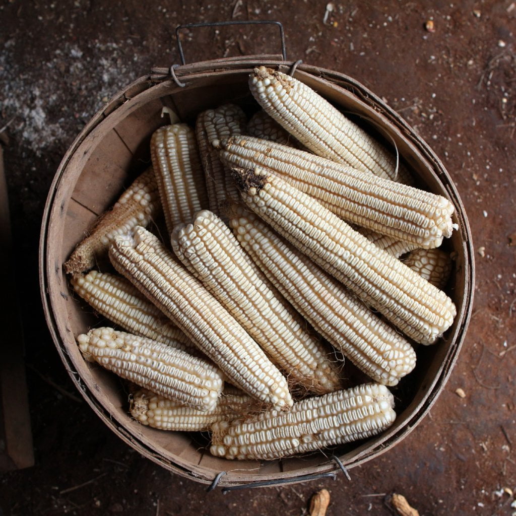 Cocke's Prolific Dent Corn Seeds | Sow True Seed | Open Pollinated