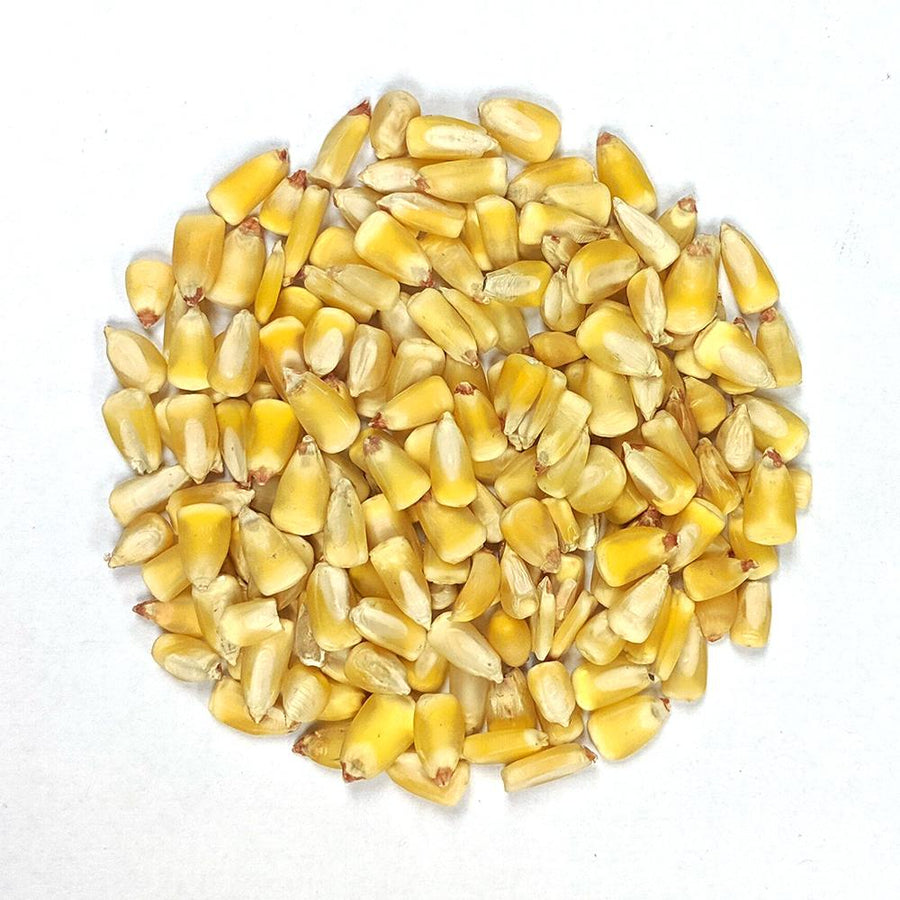 Pencil Cob Dent Corn Seeds | Sow True Seed | Open Pollinated