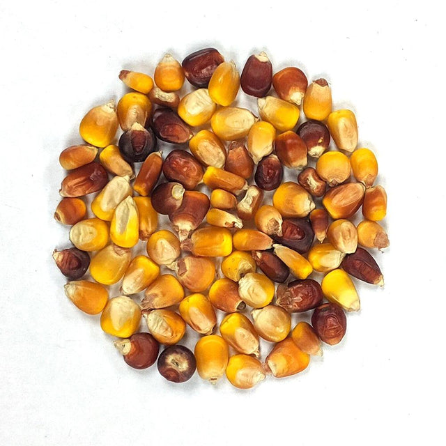 Corn Seeds – Sow True Seed
