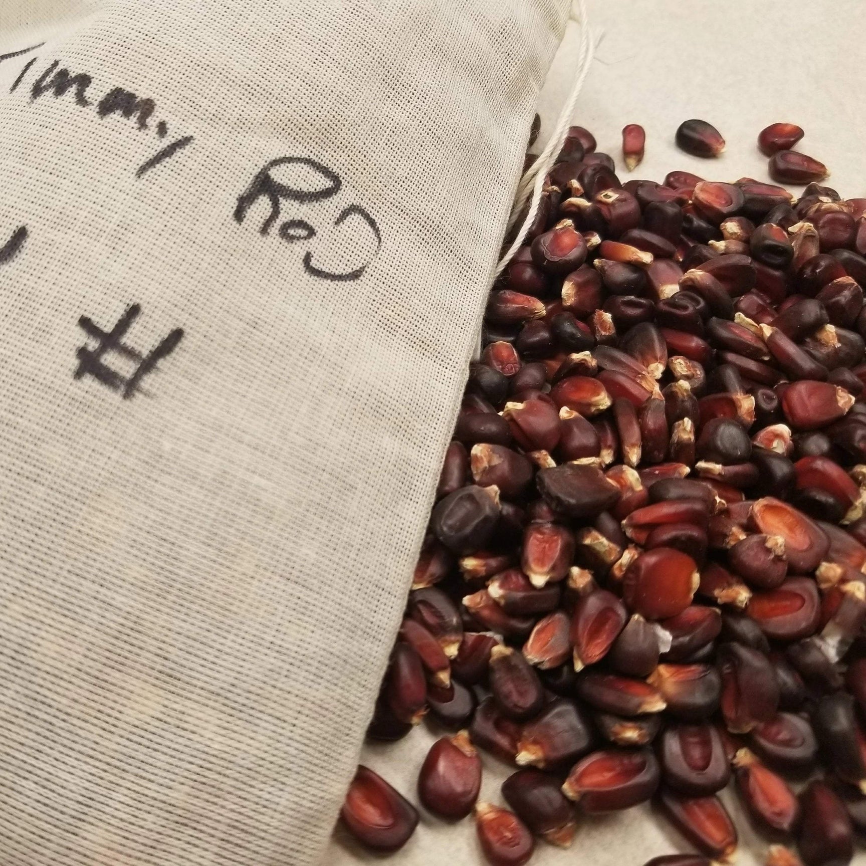 Jimmy Red Dent Corn Seeds | Sow True Seed