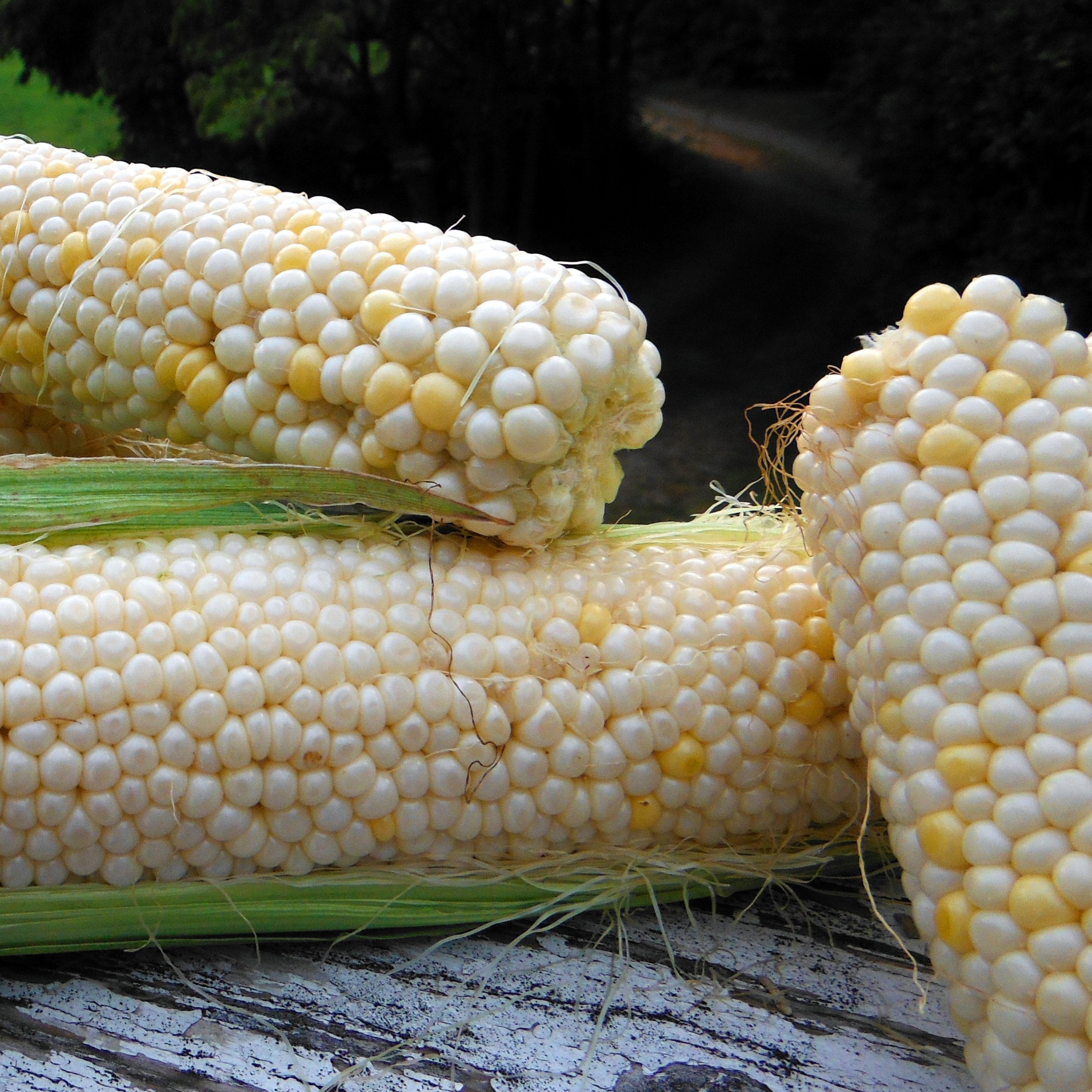Sweet Corn seeds - Country Gentleman | Sow True Seed | Open- Pollinated