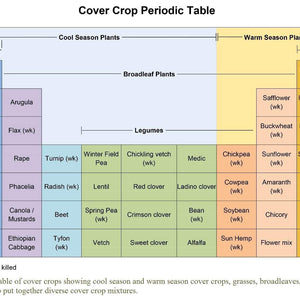 Cover Crop - Oilseed Sunflower | Sow True Seed