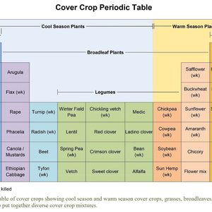Cover Crop - Phacelia | Sow True Seed
