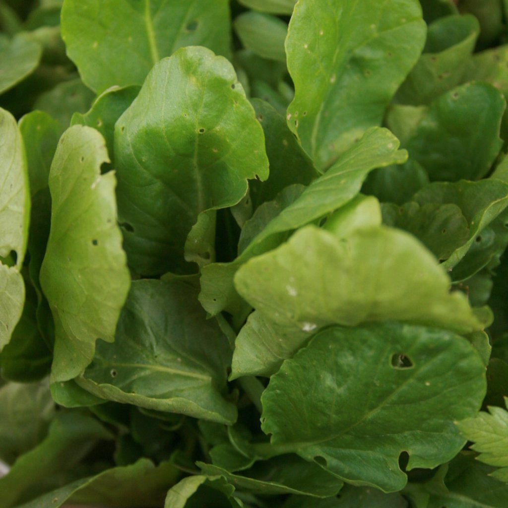 Cress Seeds - Creasy Greens | Sow True Seed
