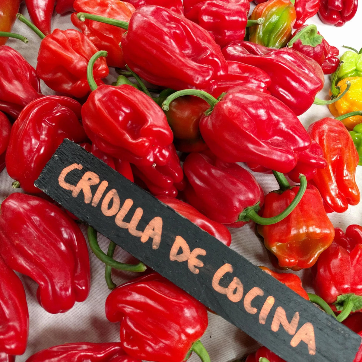 Sweet Pepper Seeds - Criolla de Cocina | Sow True Seed
