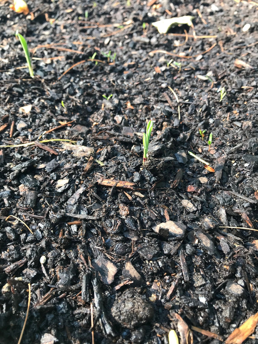 Sweet Corn Seeds - Double Red | Sow True Seed