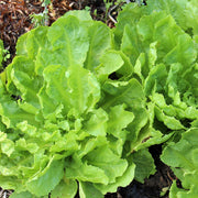 Endive Seeds - Green Curled Ruffec | Sow True Seed