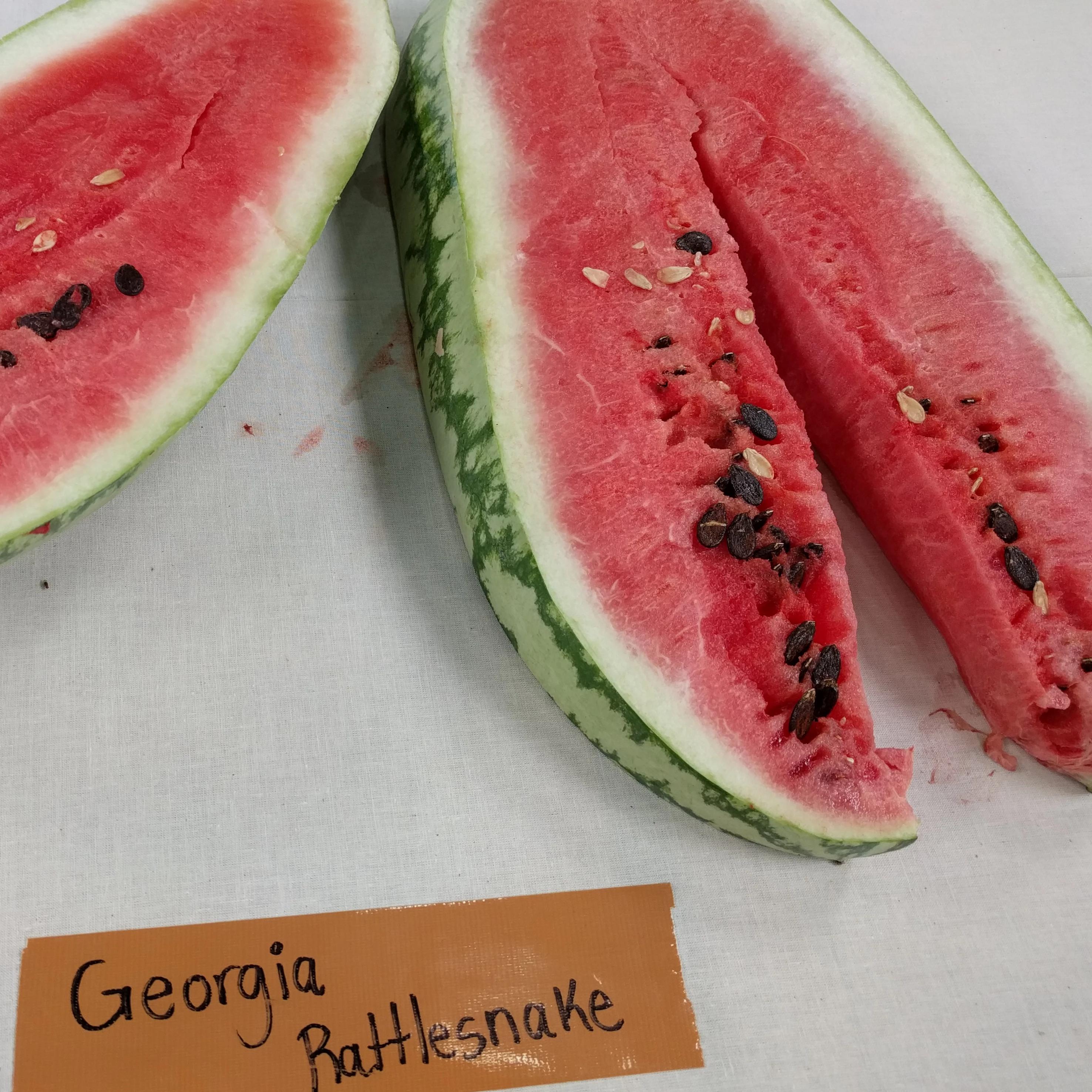 Watermelon Seeds - Georgia Rattlesnake | Sow True Seed