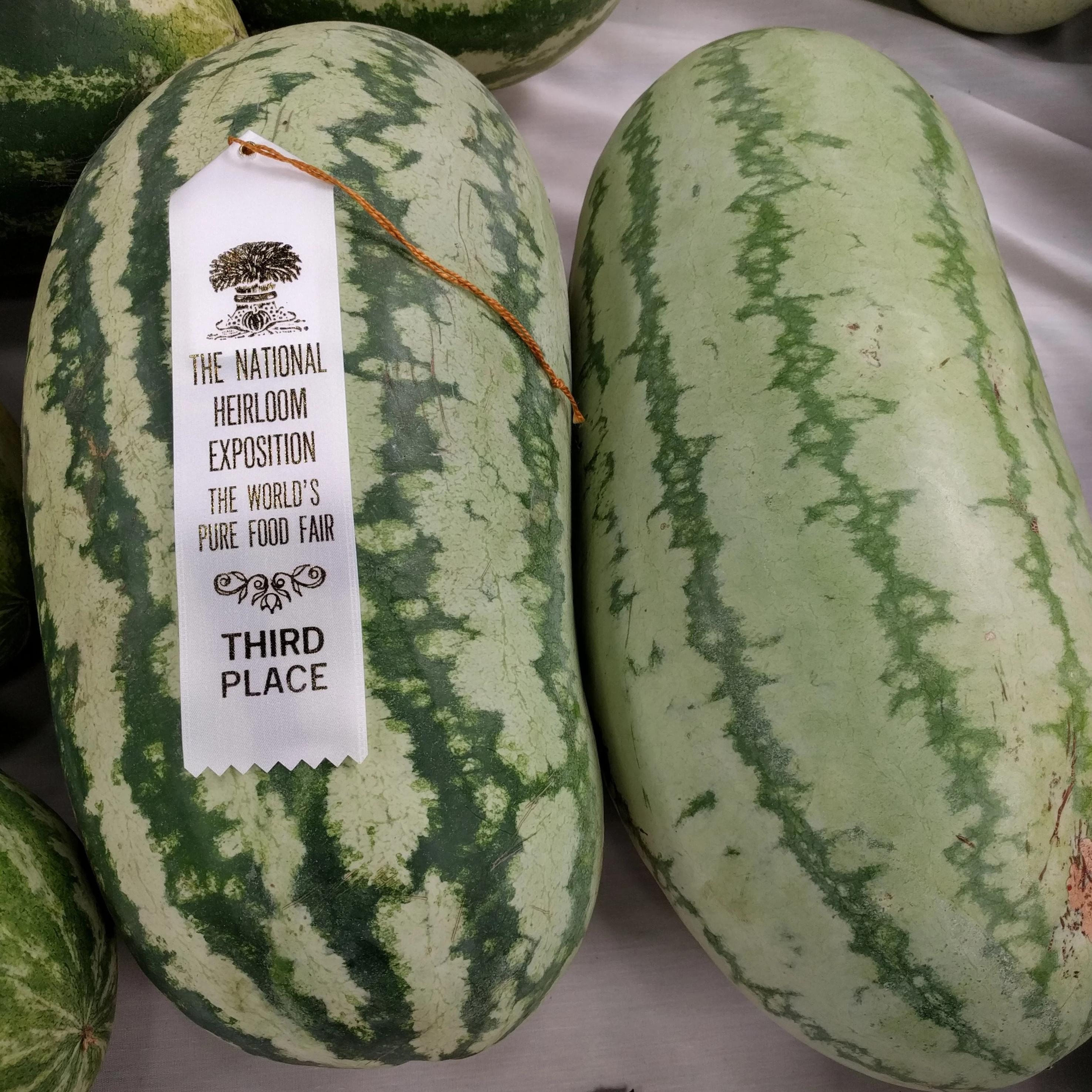 Watermelon Seeds - Georgia Rattlesnake | Sow True Seed