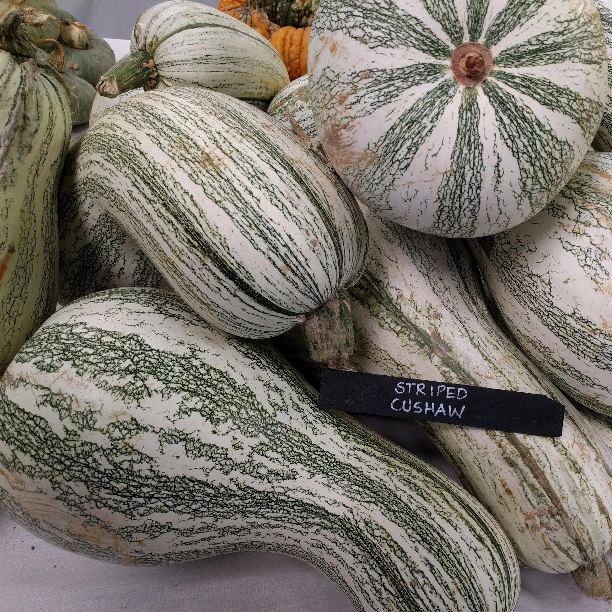 Cushaw Green Striped Winter Squash Seeds | Sow True Seed | Open-Pollinated