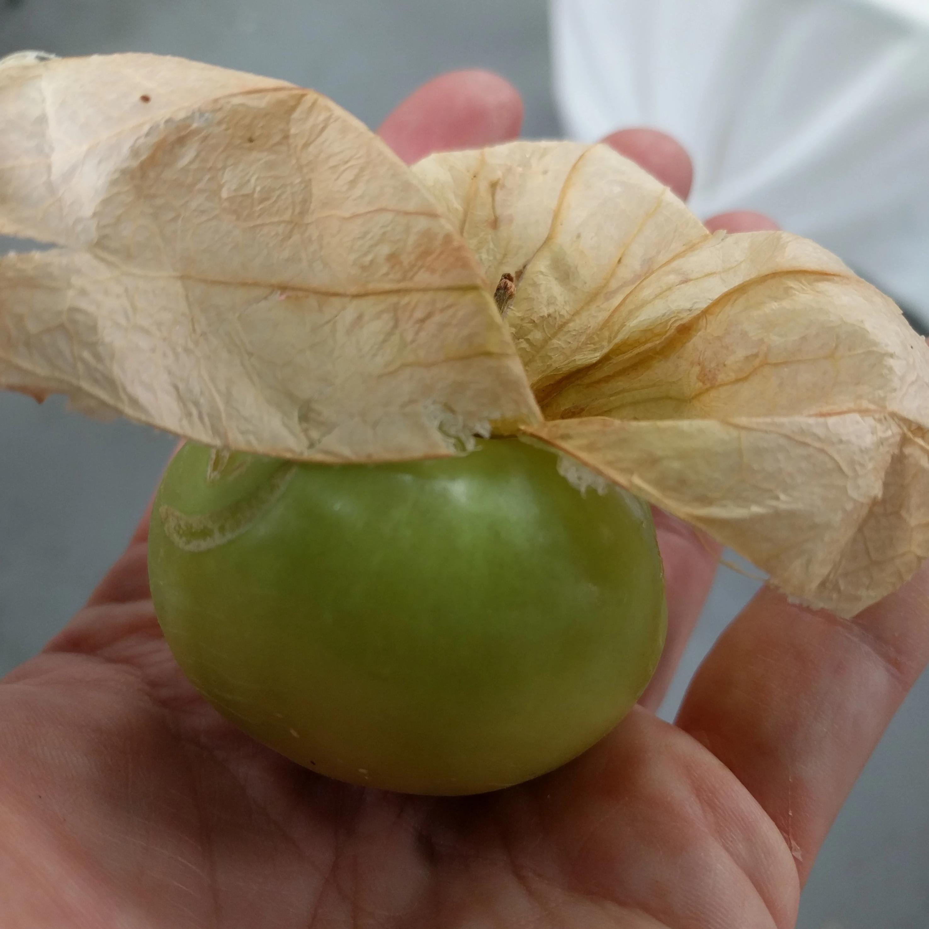 Tomatillo Seeds - Green, ORGANIC | Sow True Seed