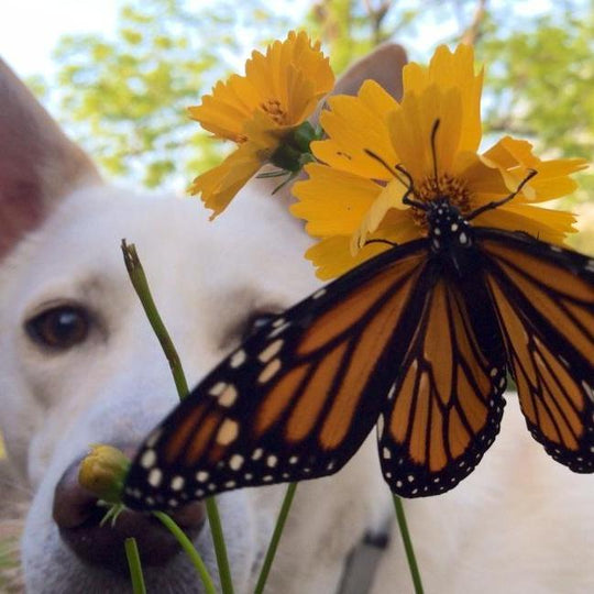 Monarch Butterfly Flower Mix | Sow True Seed | Open Pollinated