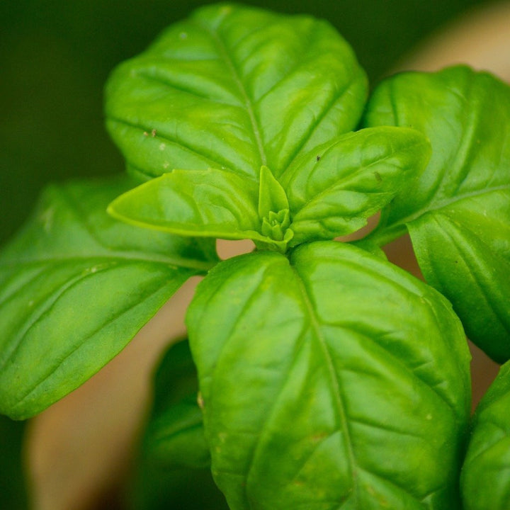 Herb Seeds - Basil, Italian Large Leaf | Sow True Seed