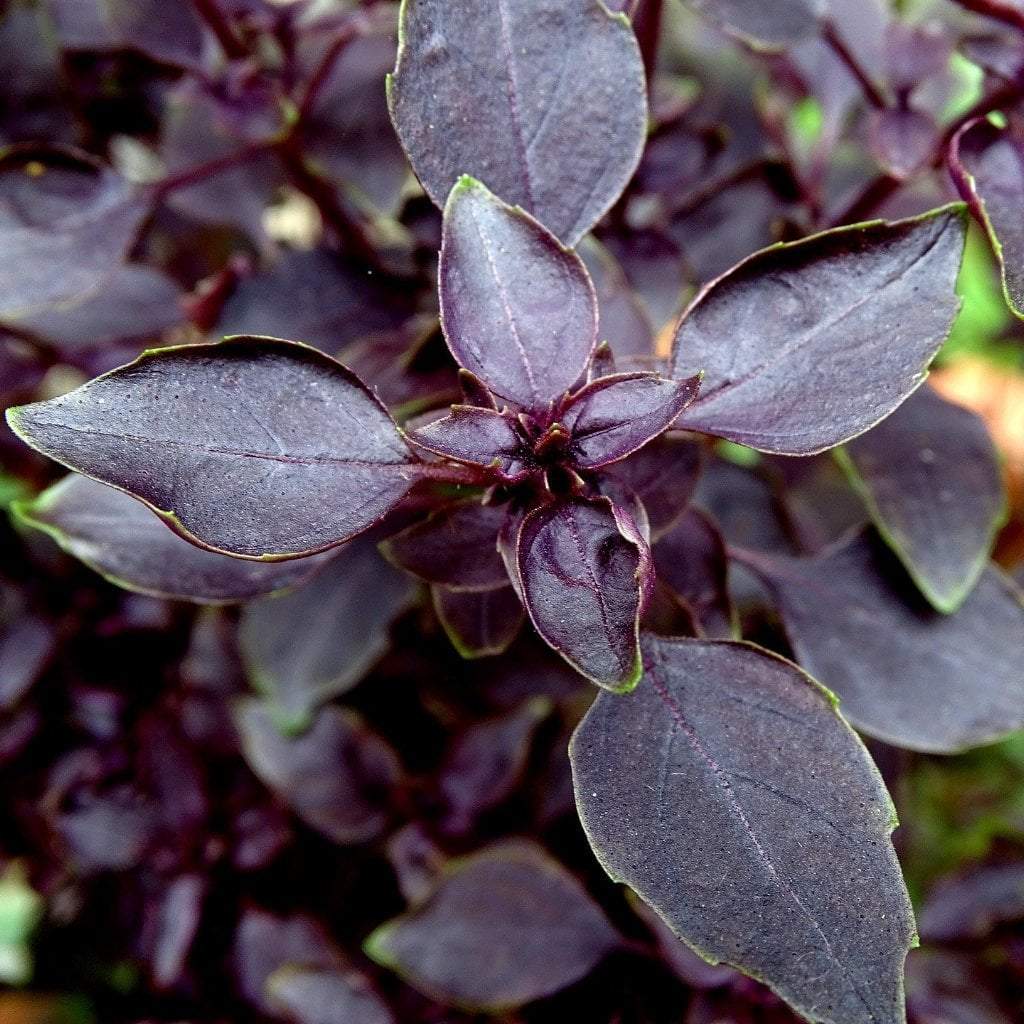 Basil Seeds - Purple Dark Opal, ORGANIC | Sow True Seed
