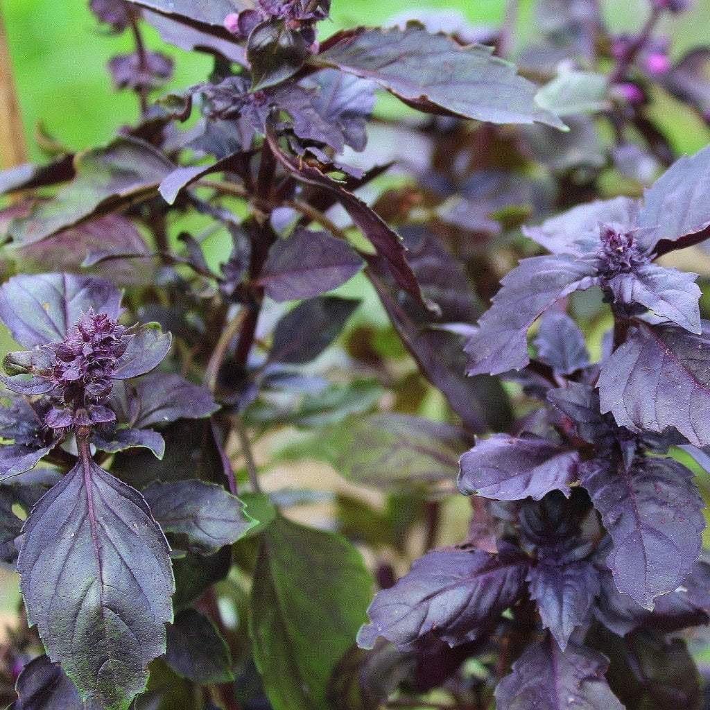 Basil Seeds - Purple Dark Opal, ORGANIC | Sow True Seed