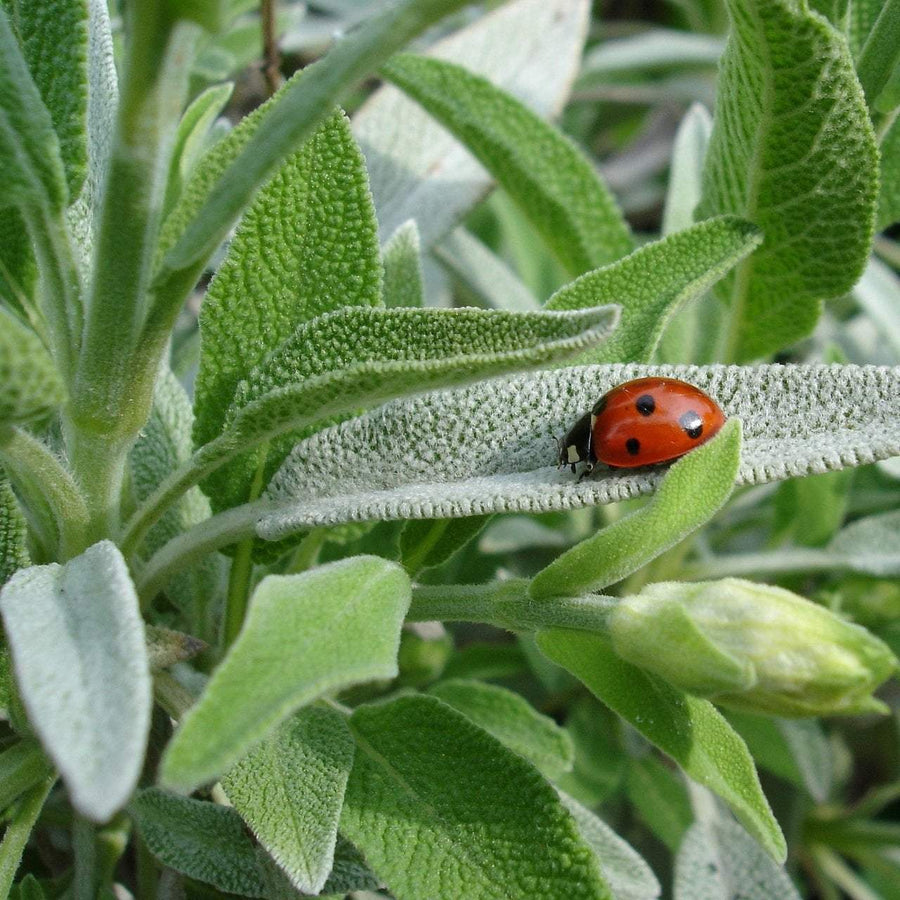 Sage Broad Leaf Culinary Herb Seeds | Sow True Seed | Open Pollinated