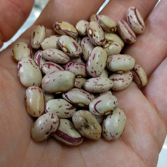 Six Nations Iroquois Drying Bean Seeds | Sow True Seed | Open- Pollinated