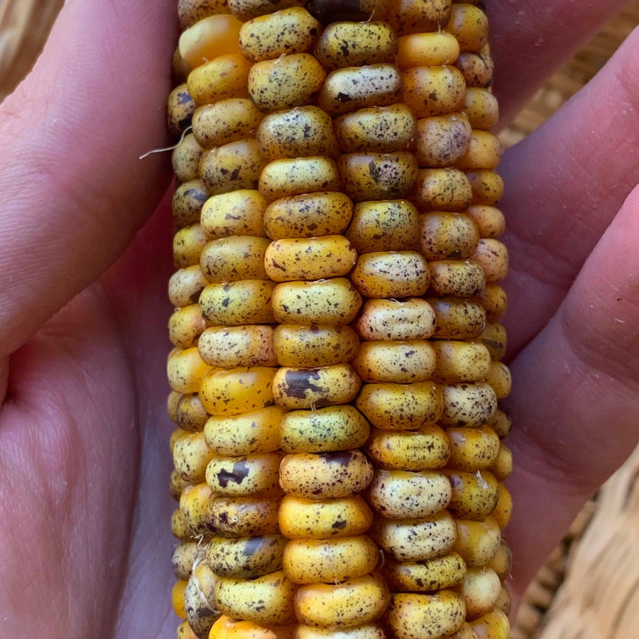 Jaguar Priest Flint Corn Seeds | Sow True Seed