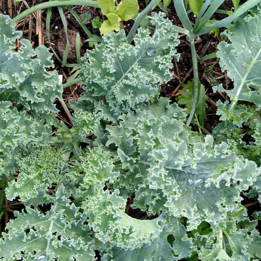 Sea Kale Dwarf Blue Curled Scotch Kale Seeds, Non-GMO, Blue Vates ...